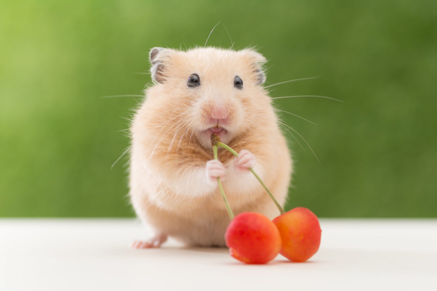ハムスターについて特徴や魅力をご紹介 ！ | 飼育の注意点も