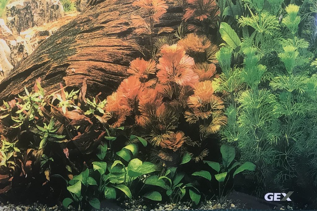 飼育コラム GEX Aquarium Time 熱帯魚 観賞魚 アクアリウム用品 ジェックス株式会社