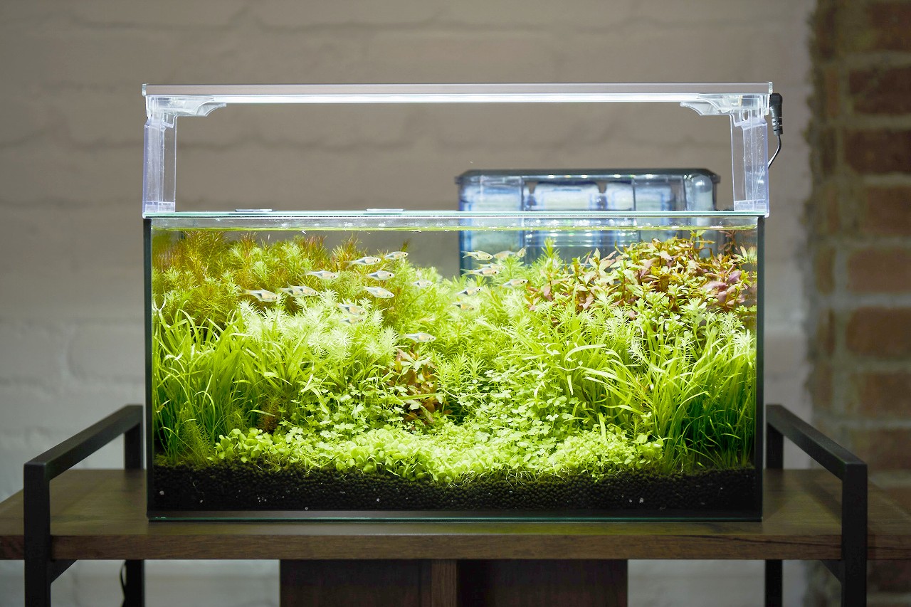 GEX aquarista『AQUA SCAPE』シリーズ登場