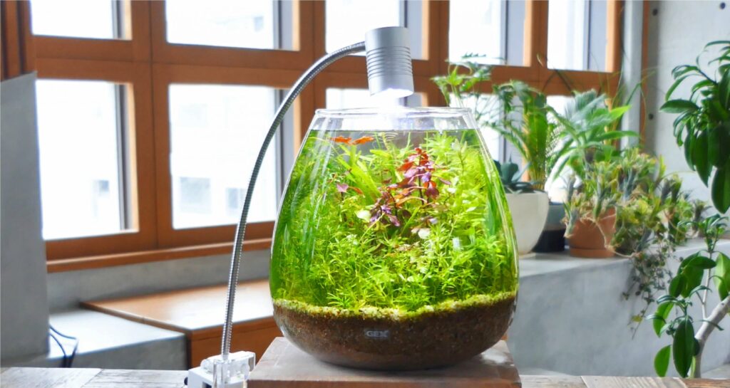 【夏場のメダカ飼育における水温上昇に関する注意点】 熱帯魚 観賞魚 アクアリウム用品 ジェックス株式会社