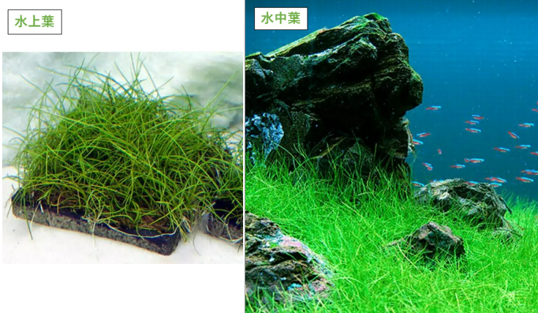 MeGreenに使う水草たち – MeGreen by GEX